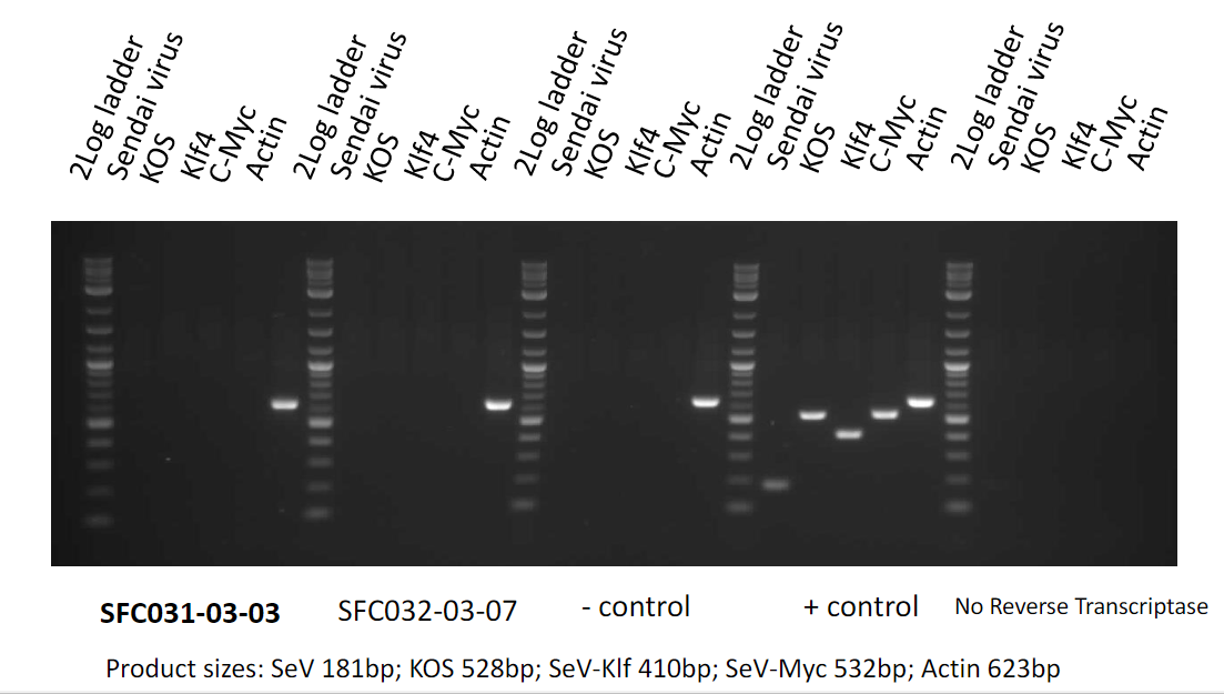 STBCi320-A · Cell Line · EBiSC